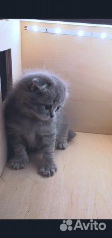 Котята вислоухие Шотландская