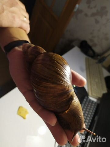 Улитка ахатина отдам