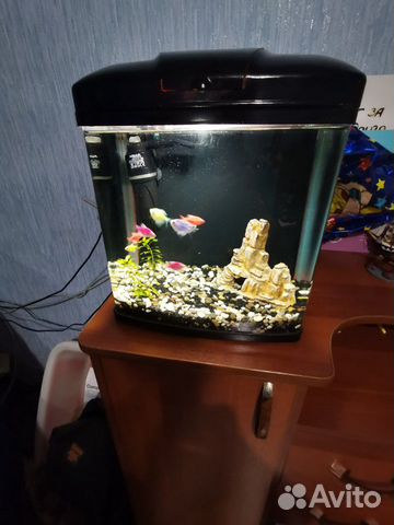 Акавиум на 20л