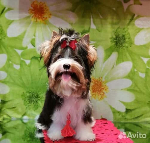 Красивый щеночек Бивер