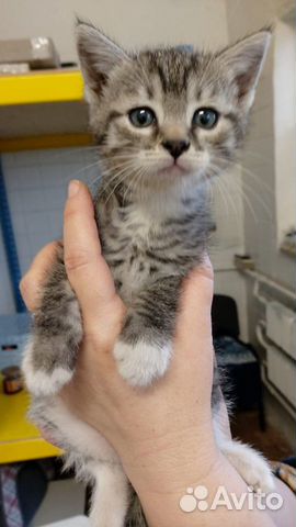 Котёнок в дар