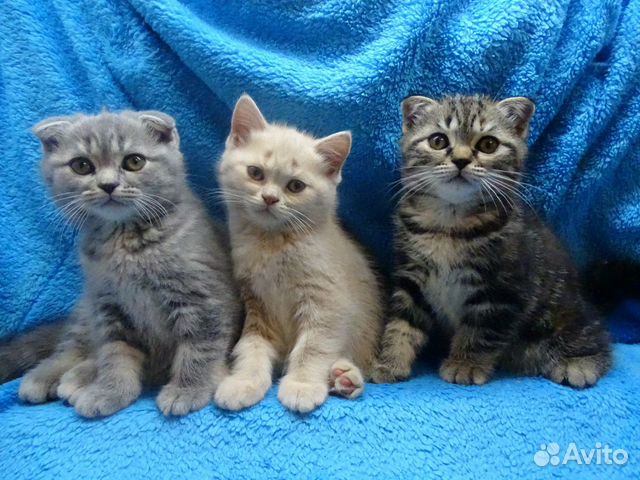 Шотландские дквочки