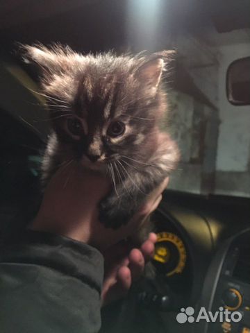 Котик в добрые руки