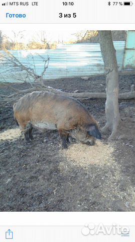 Свинина с салом (мясо домашнее )
