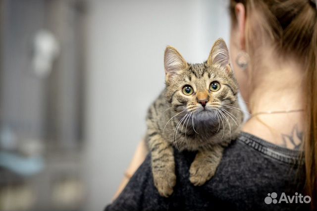 Котенок Ричард Львиное Сердце.В дар прекрасным мам