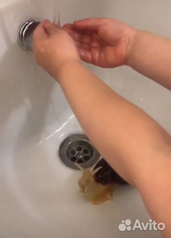 Отдам улитку Ахатина