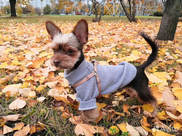 Мальчик Йорк ищет девочку