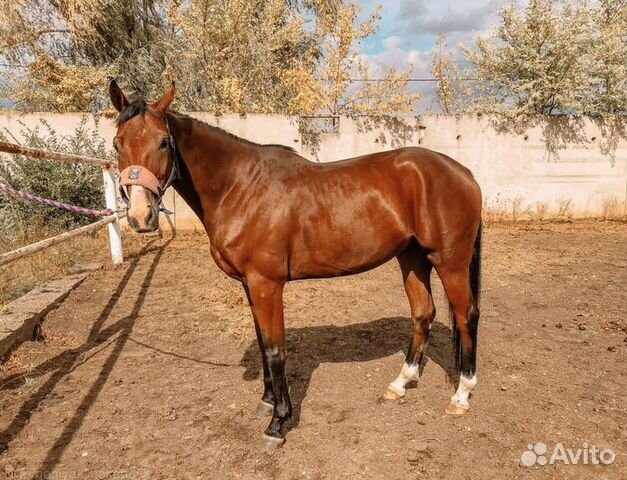 Продаётся лошадь