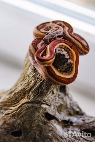 Удав констриктор boa constrictor
