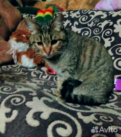 Котенок ищет дом