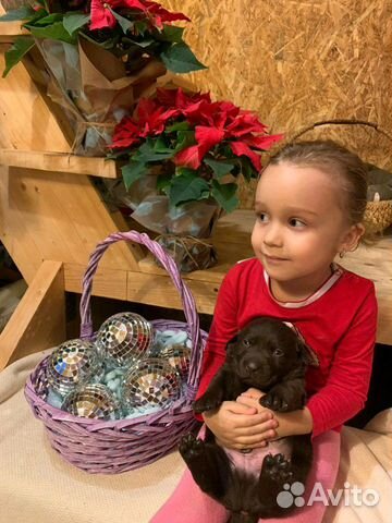 Шоколадный лабрадор