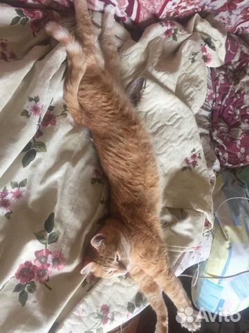 Кот в добрые руки