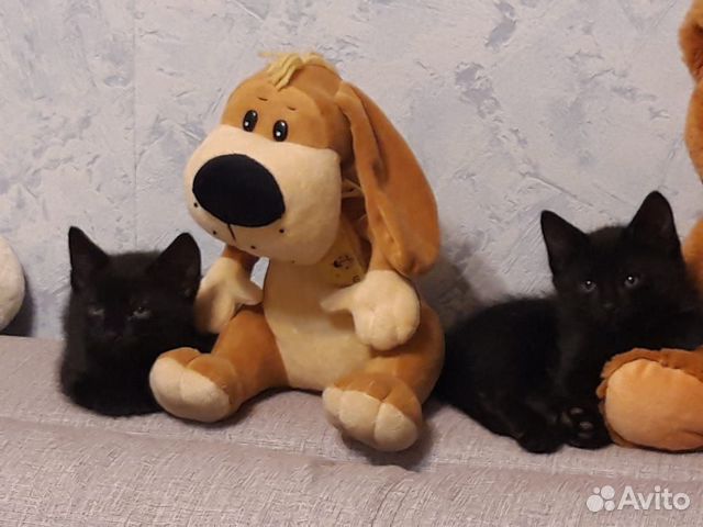 Котята черные бесплатно