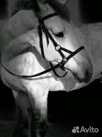 Крупный конкурный мерин, 2011 г.р