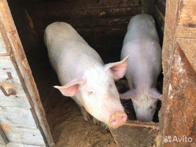 Свинки молодые