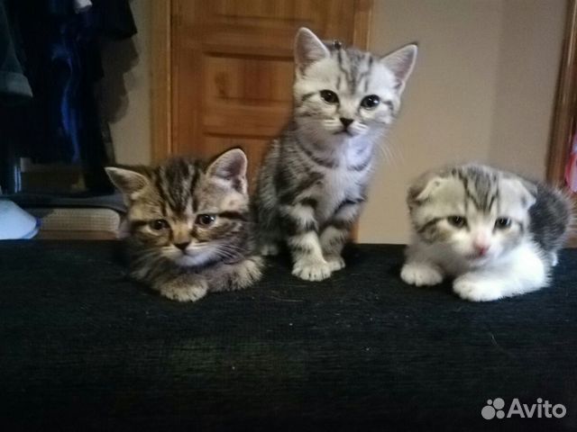 Шотландские котята