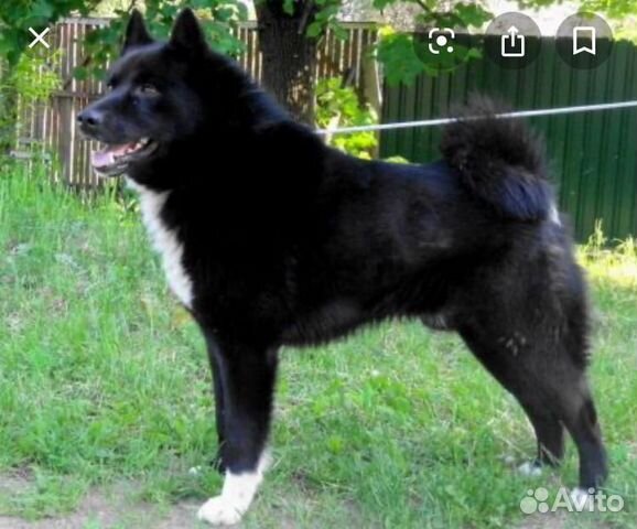 Найдена лайка