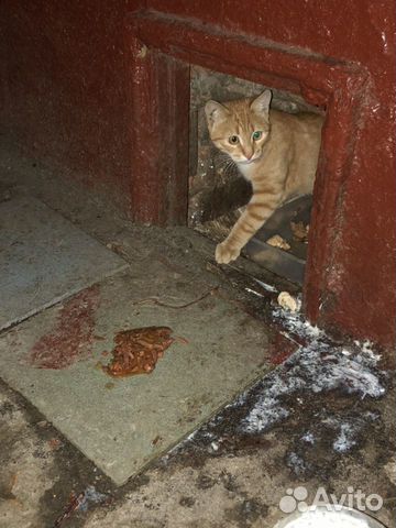 Рыжий котик, красавец, кот
