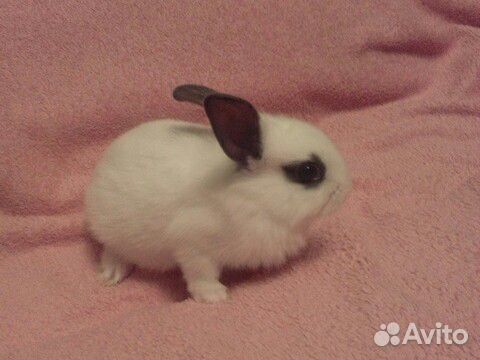 Отдам кроликов