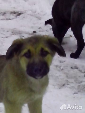 Щенки