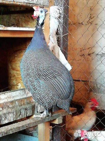 Петух цесарки