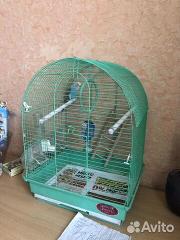 Отдадим в добрые руки волнистого попугайчика