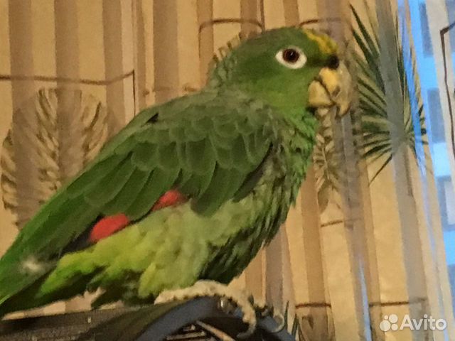 Попугай Амазон