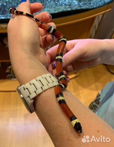 Молочная змея