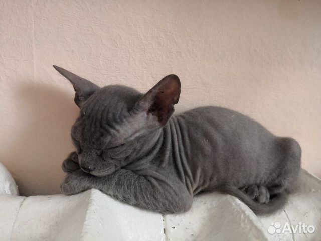 Котёнок Донского сфинкса