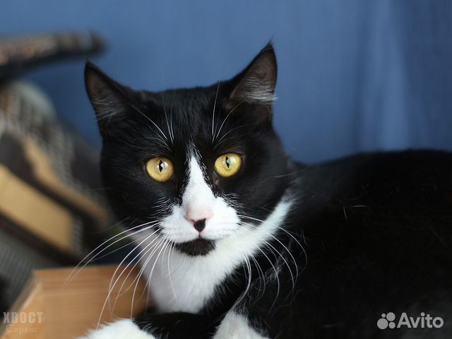 Кошка-ласкуша Фисташка