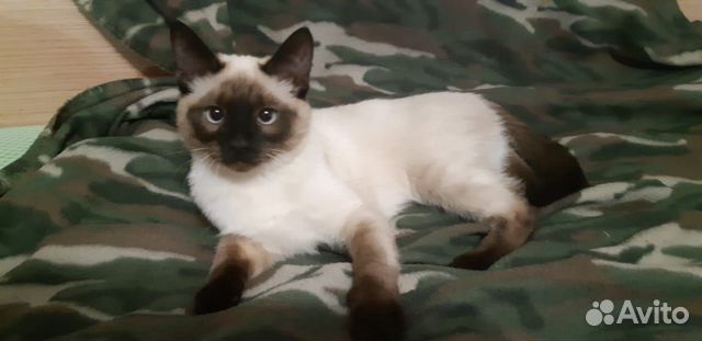Кошка