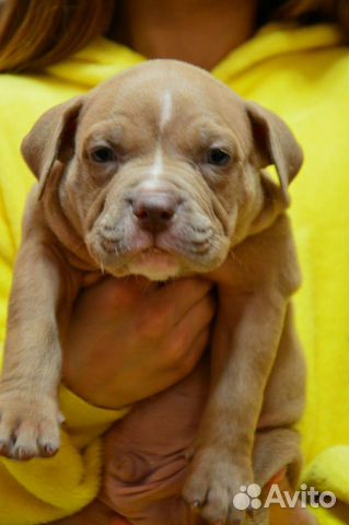 Крутой мальчишка Американский Булли покет