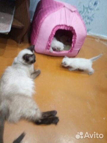 Продаются котята Сеамские Баленизийские