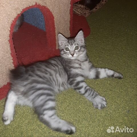 Девочка шоу класса