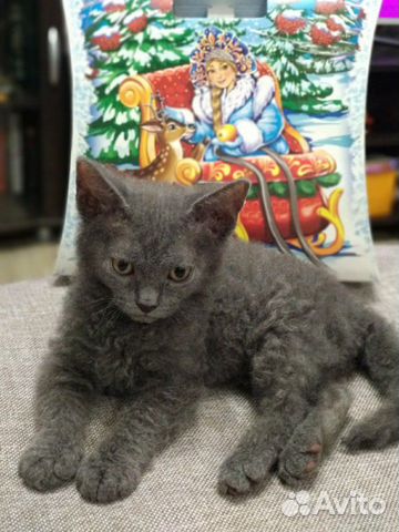 Котёнок