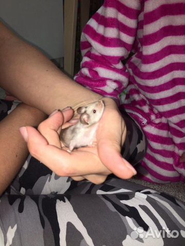 Декоративный мышонок