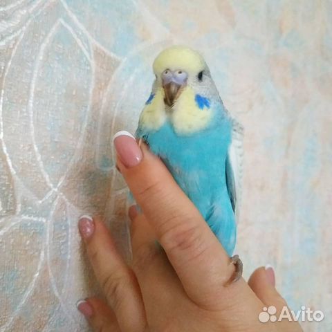 Выставочные Волнистые Попуги Чехи птенцы самки