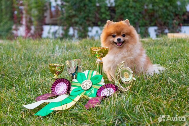 Шпиц кобель вязка Чемпион