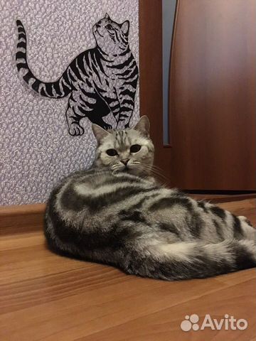 Продам кошечку