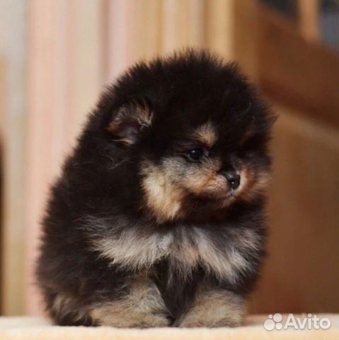 Мишки Мимишки Померанского Шпица