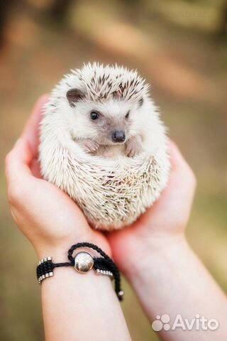 Африканский карликовый ёж