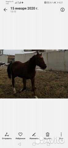 Продам жеребцов