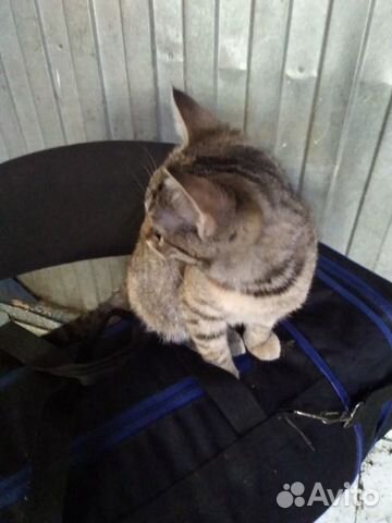 Котенок-кошечка