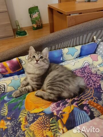 Курильский бобтейл