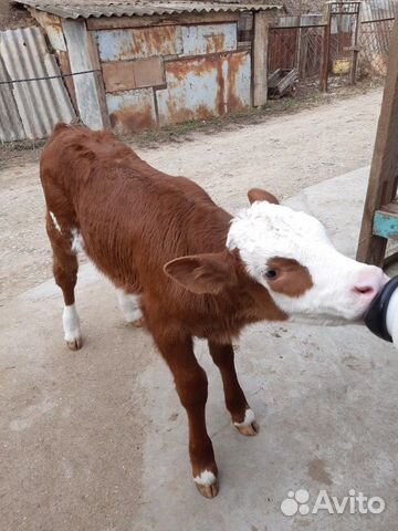 Бычок 1 месяц
