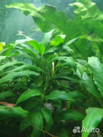 Отдам двух мальков пицилии