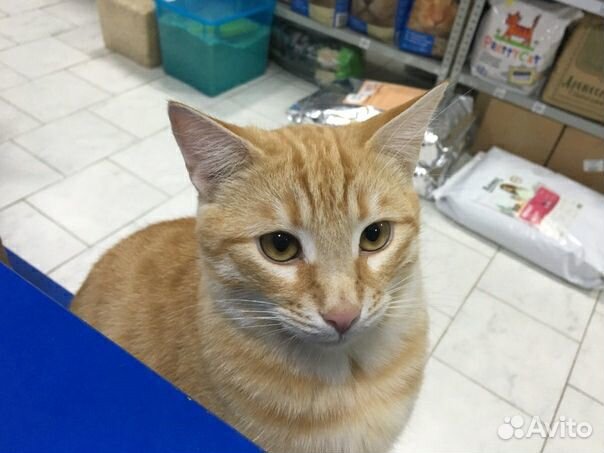 Лео Ищет Любящую Семью