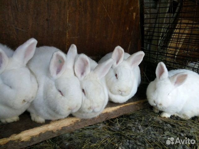 Кролики нзб