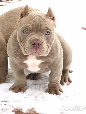 Американский Булли Micro