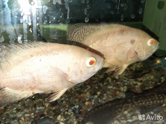 Продаю астронотусов